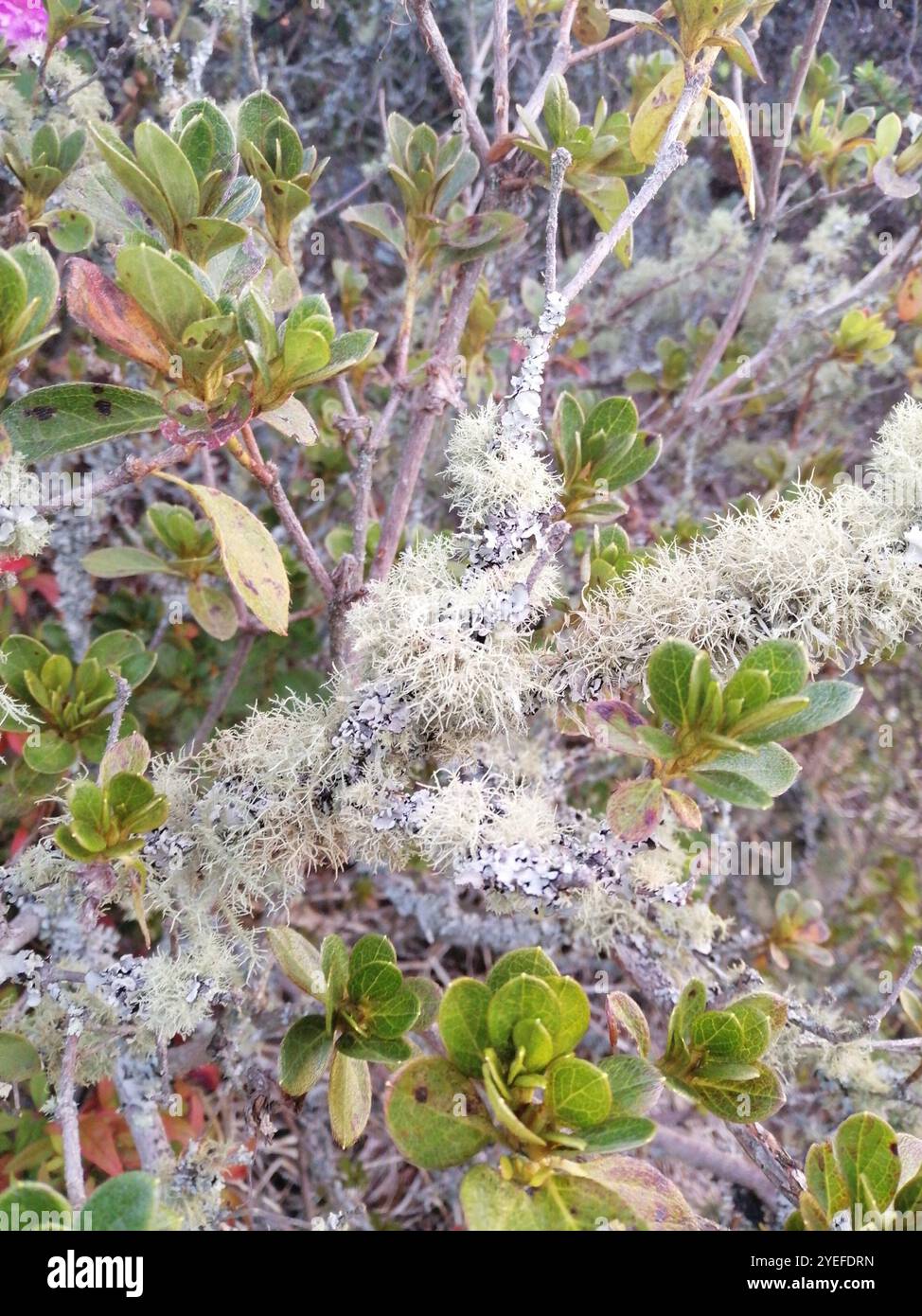 Bristly Beard Lichen (Usnea hirta Stock Photo - Alamy