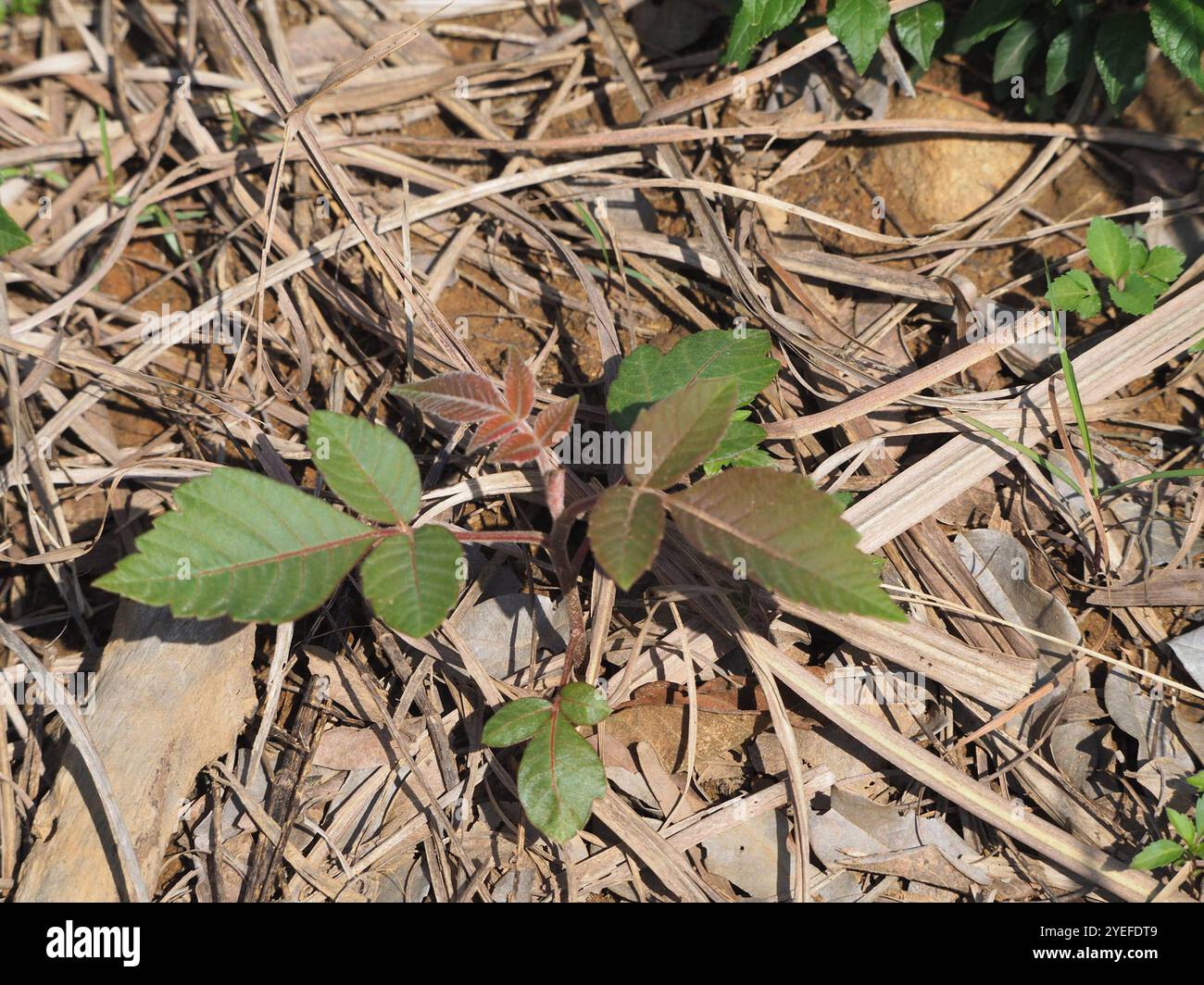 (Rhus chinensis roxburghii Stock Photo - Alamy