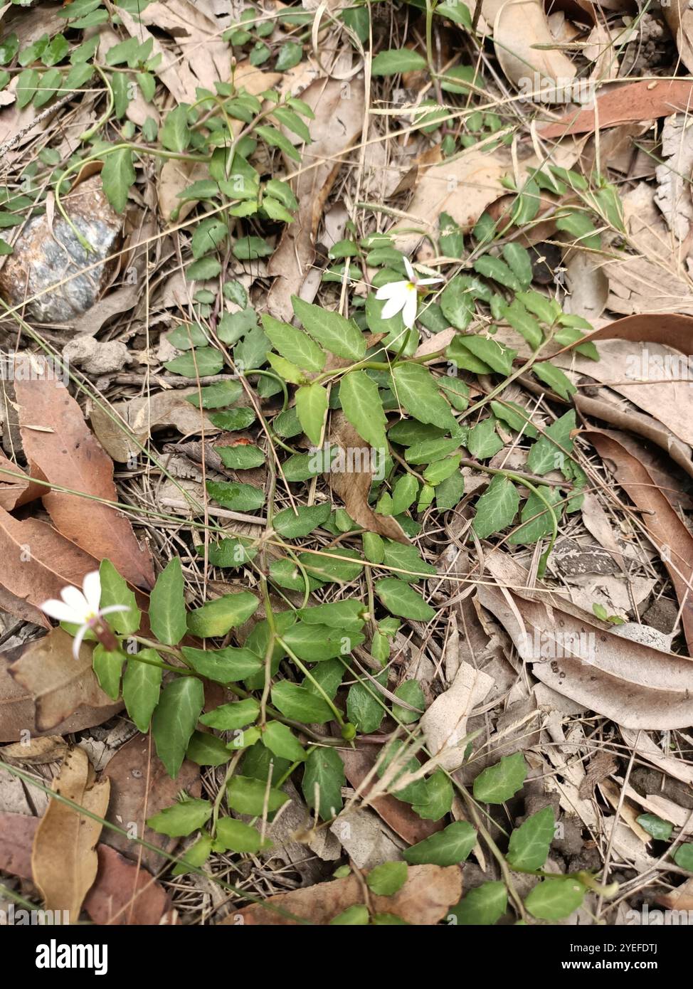 White Root (Lobelia purpurascens Stock Photo - Alamy