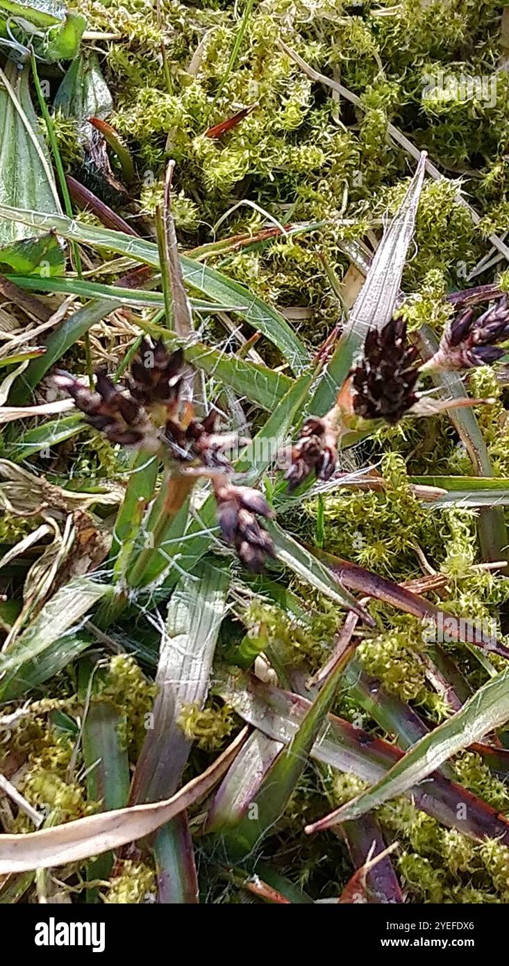 Field woodrush (Luzula campestris Stock Photo - Alamy