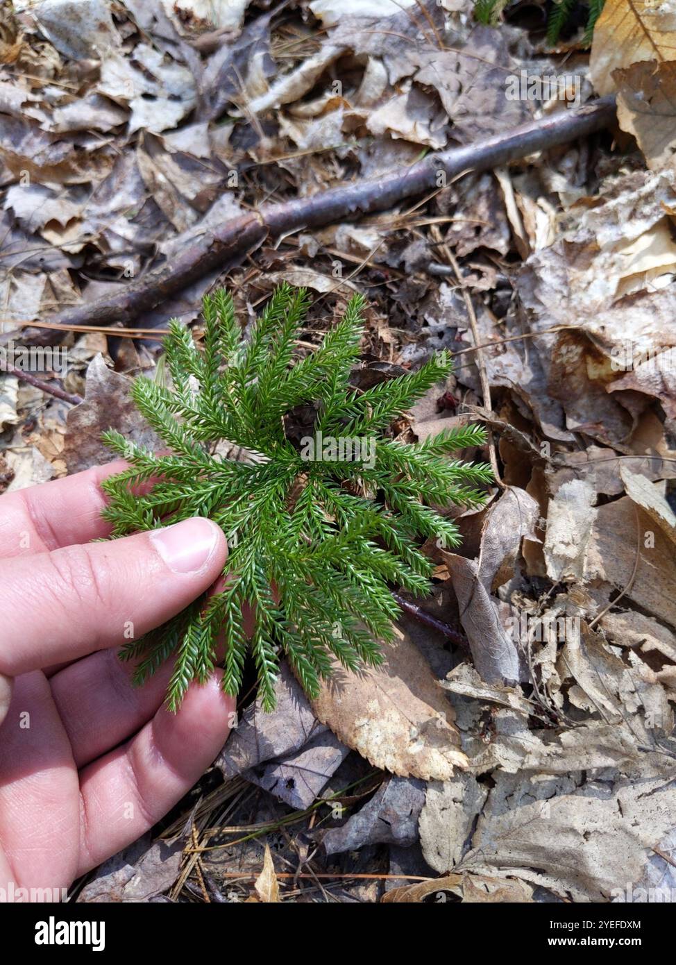 flat-branched tree-clubmoss (Dendrolycopodium obscurum Stock Photo - Alamy