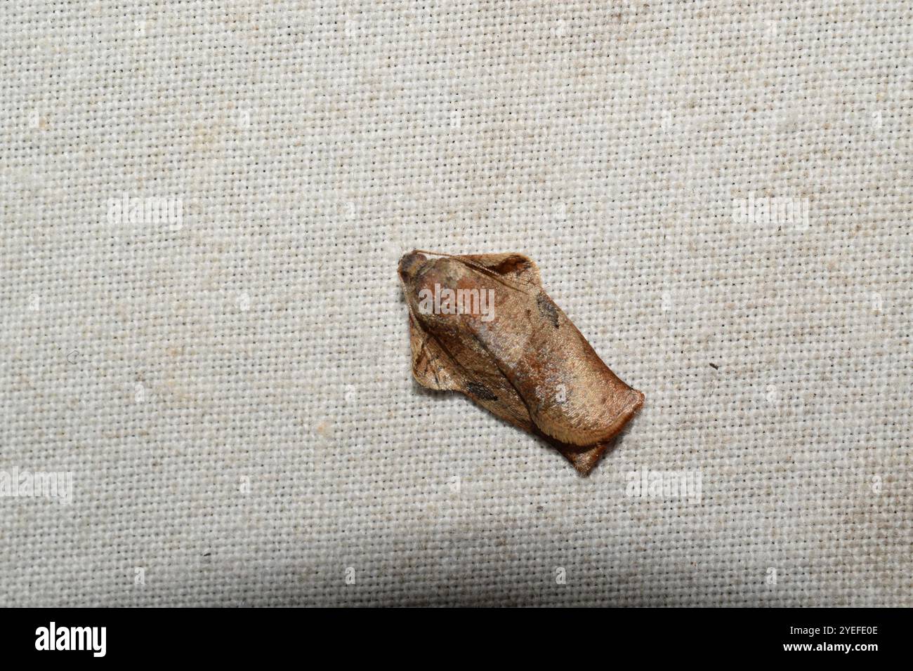 Oriental tea tortrix moth (Homona magnanima Stock Photo - Alamy