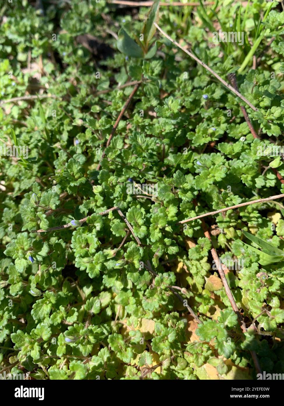 bird's-eye speedwell (Veronica persica Stock Photo - Alamy