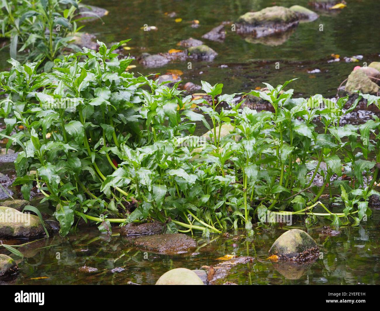 Senegal tea hi-res stock photography and images - Alamy