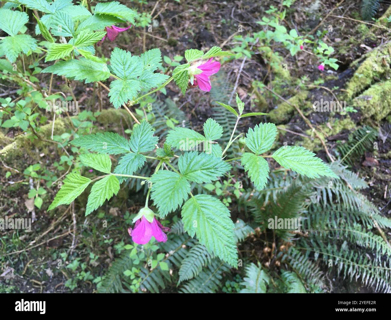 Salmonberry (Rubus spectabilis Stock Photo - Alamy