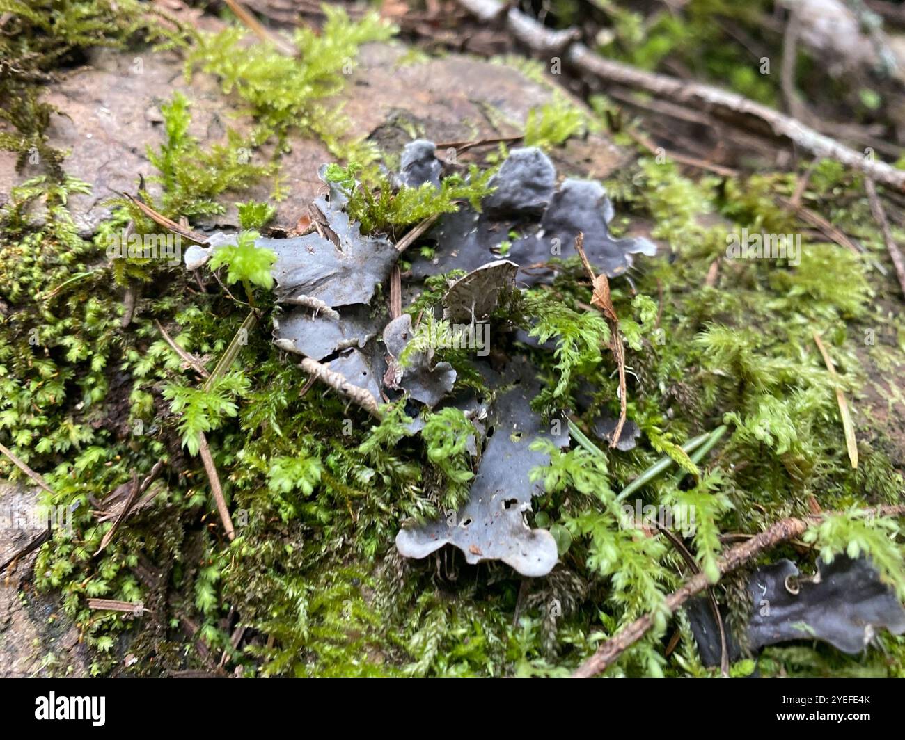 dog pelt lichen (Peltigera canina Stock Photo - Alamy
