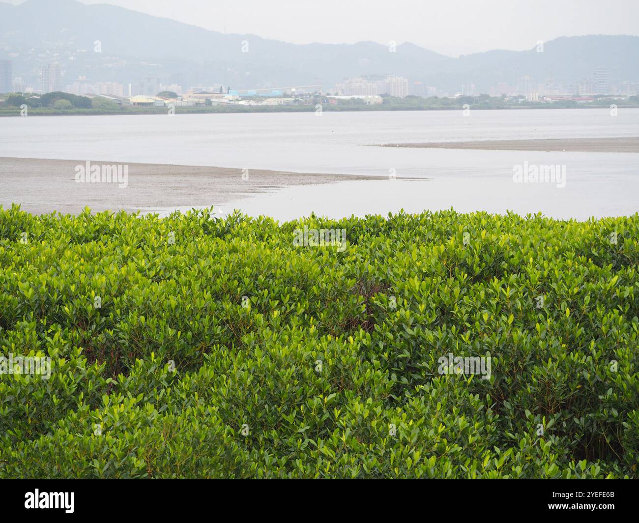 Kandelia hi-res stock photography and images - Alamy