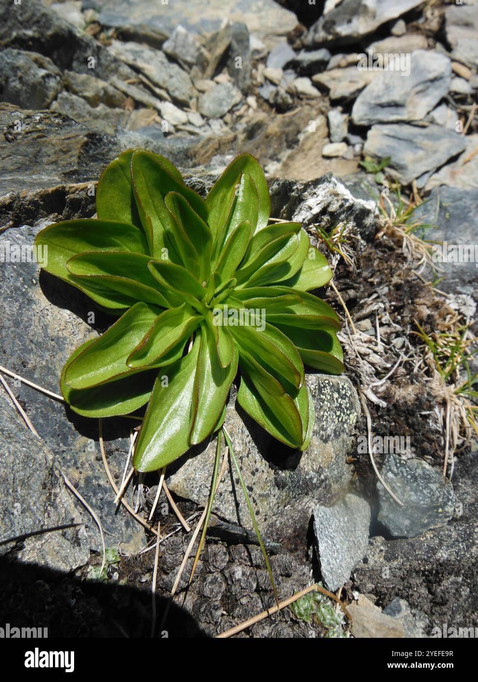 dwarf gentians (Gentianella Stock Photo - Alamy
