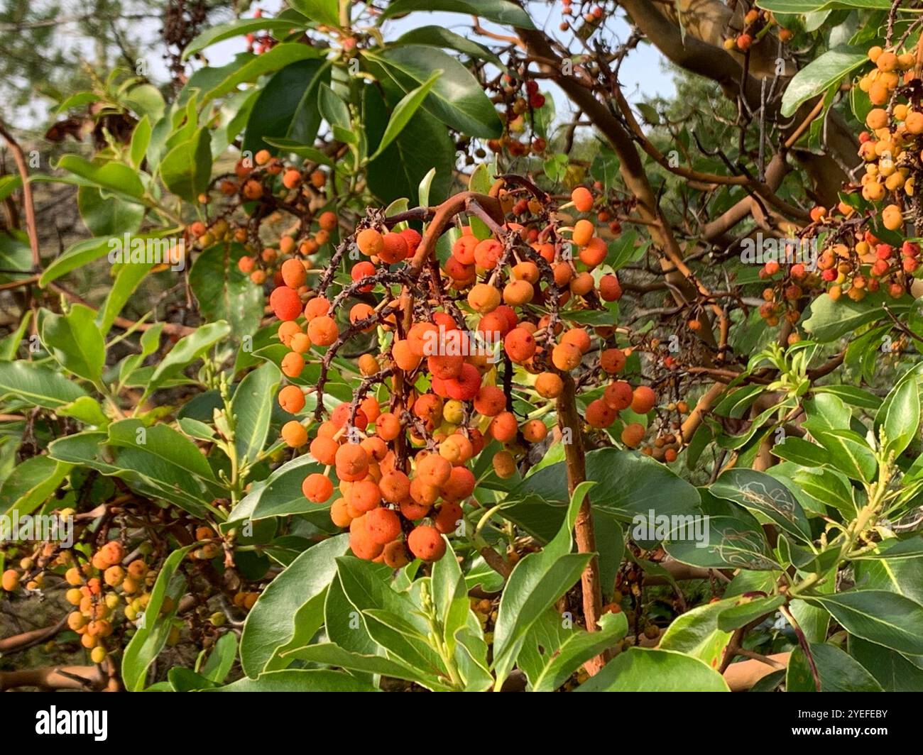 Pacific madrone (Arbutus menziesii Stock Photo - Alamy