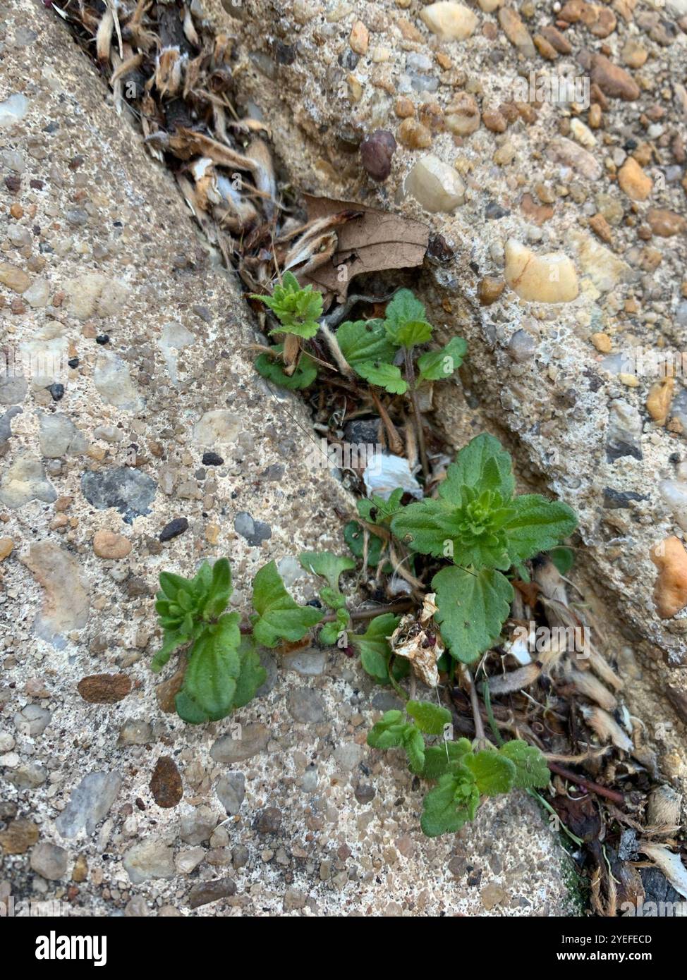 bird's-eye speedwell (Veronica persica Stock Photo - Alamy