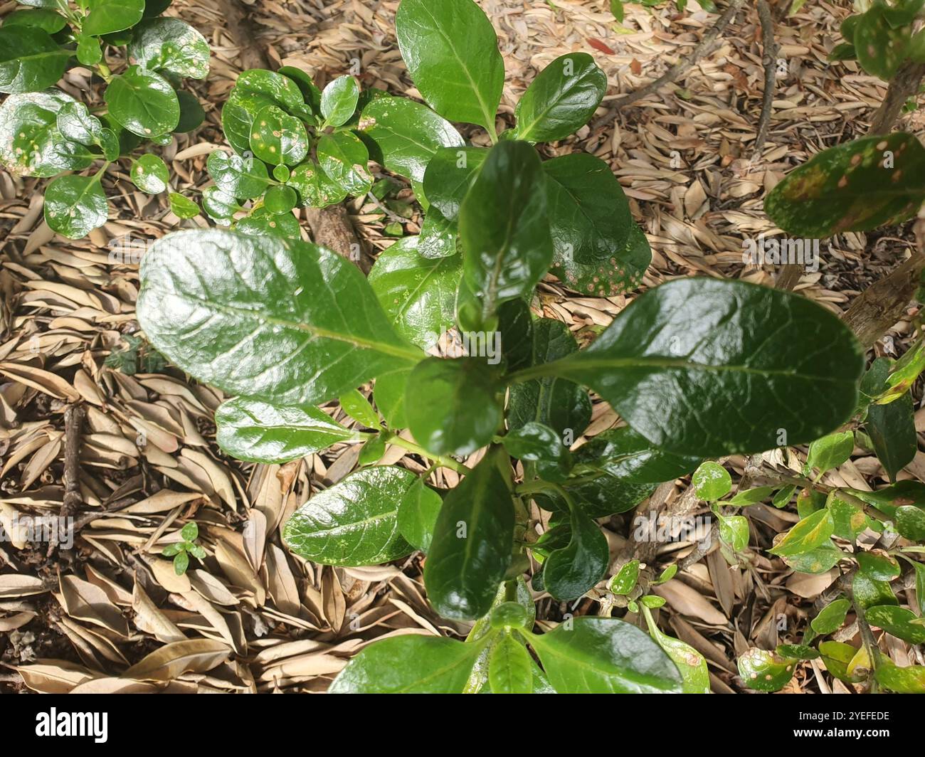 Taupata (Coprosma repens Stock Photo - Alamy