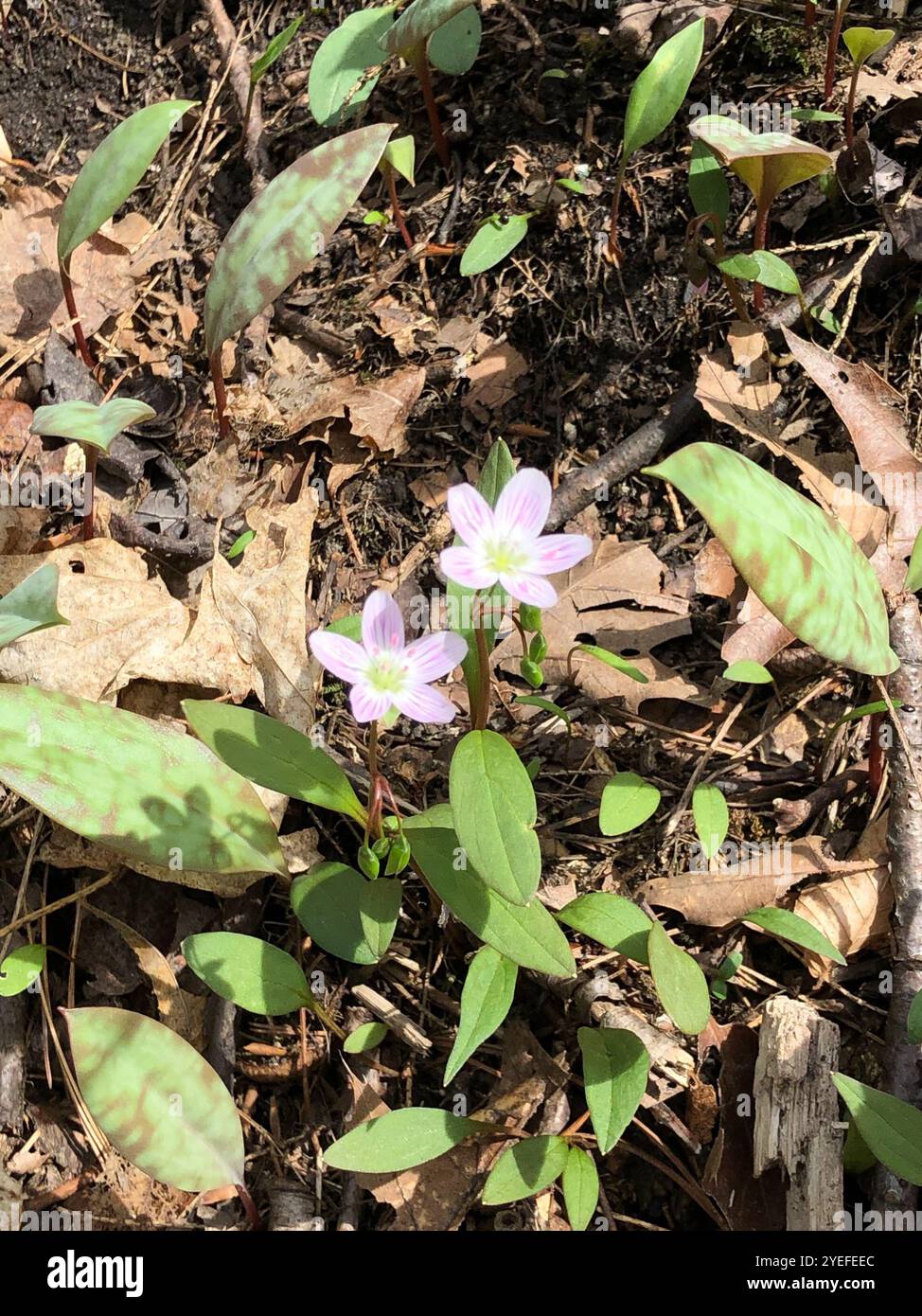 Carolina Springbeauty (Claytonia caroliniana Stock Photo - Alamy