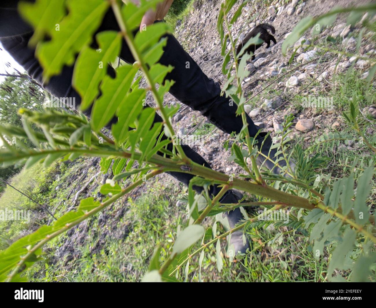 Rattlebush (Sesbania drummondii Stock Photo - Alamy