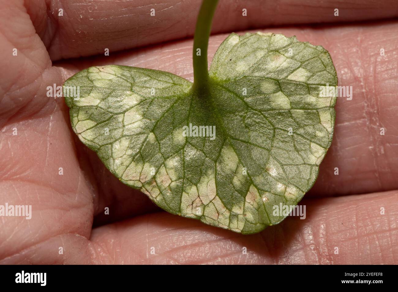 Entyloma hi-res stock photography and images - Alamy