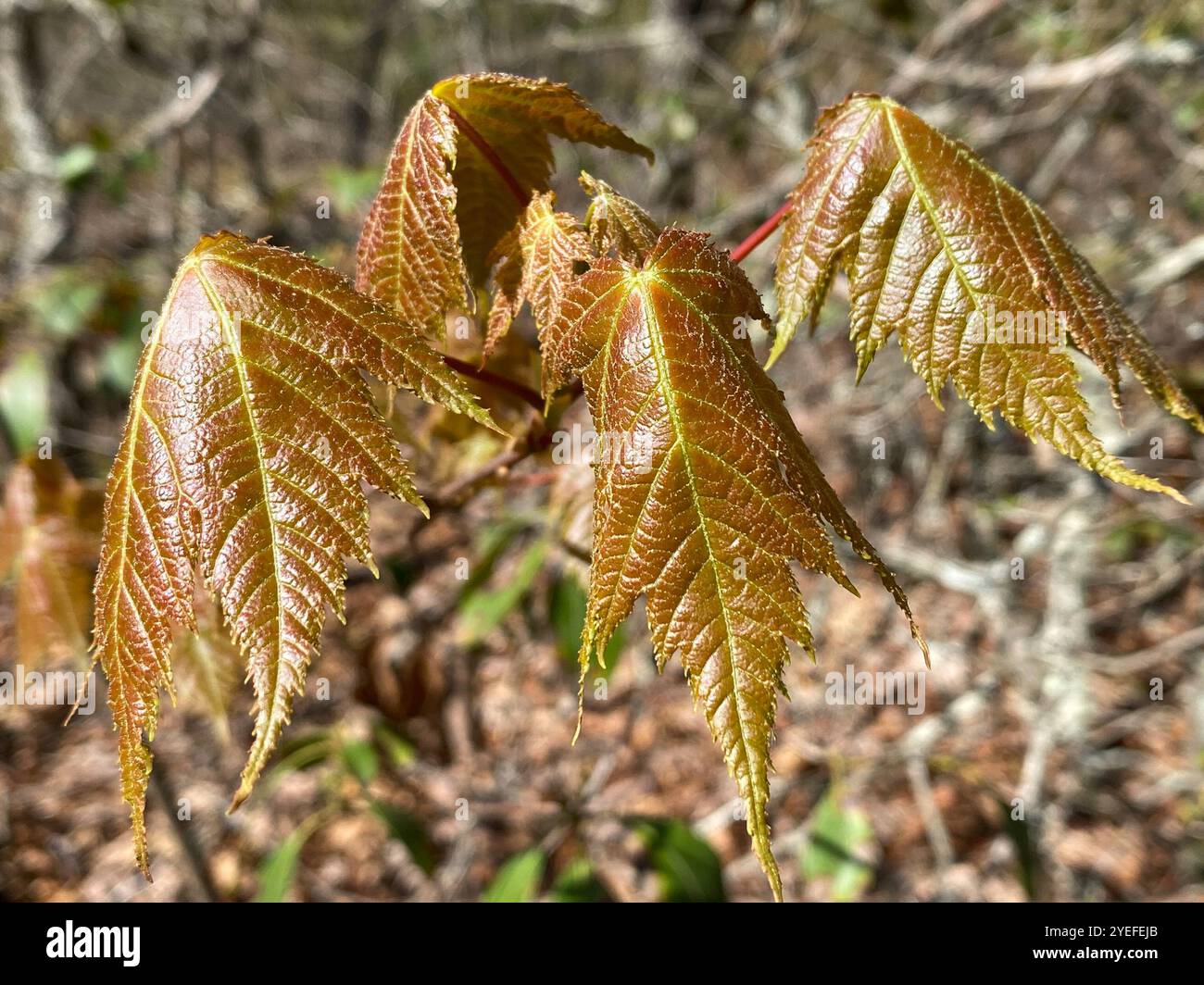 Eastern Red Maple (Acer rubrum rubrum Stock Photo - Alamy