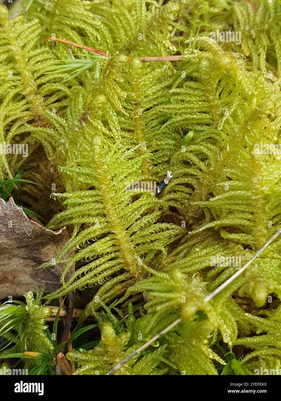 Ostrich-plume Moss (Ptilium crista-castrensis Stock Photo - Alamy