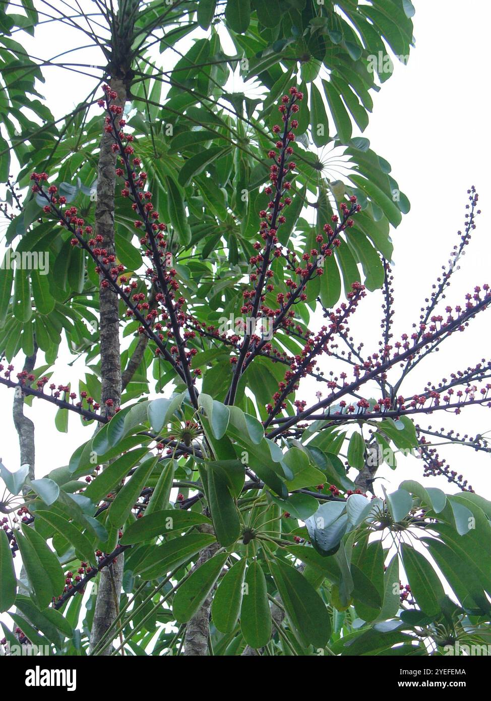 Australian Umbrella Tree (Heptapleurum actinophyllum Stock Photo - Alamy