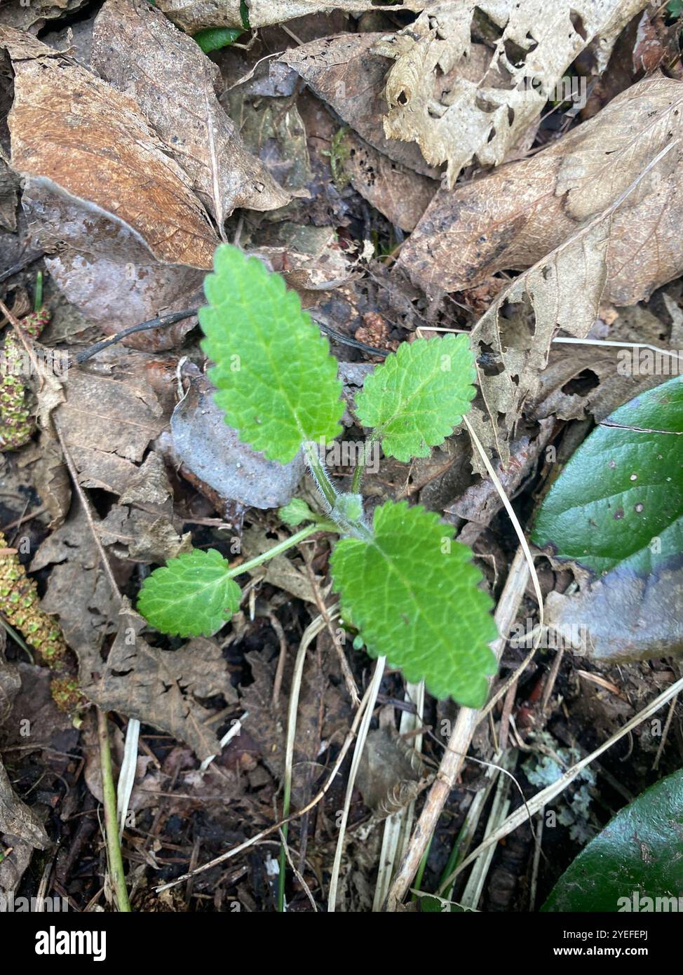 Coastal Hedge-nettle (Stachys chamissonis Stock Photo - Alamy