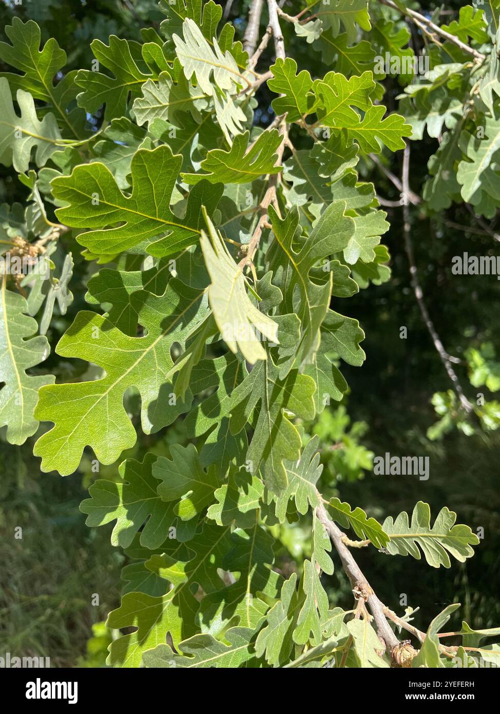 valley oak (Quercus lobata Stock Photo - Alamy
