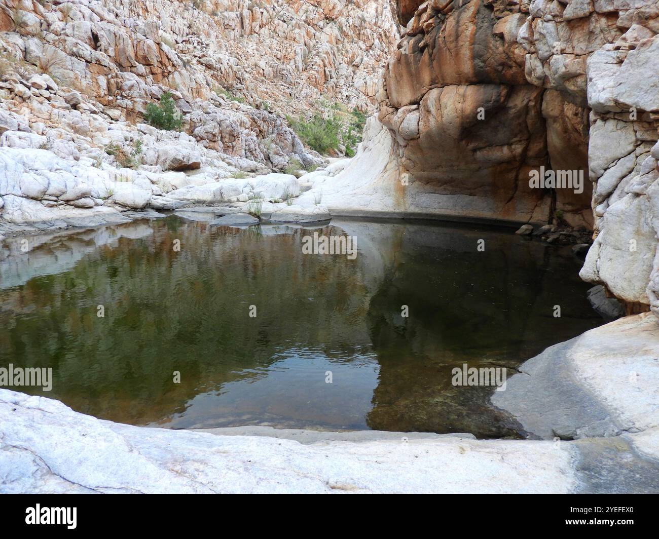 Marbled rubber frog (Phrynomantis annectens Stock Photo - Alamy