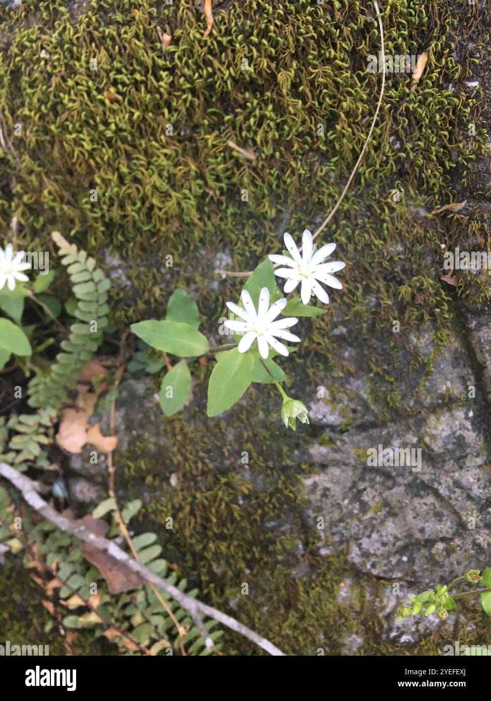 star chickweed (Stellaria pubera Stock Photo - Alamy