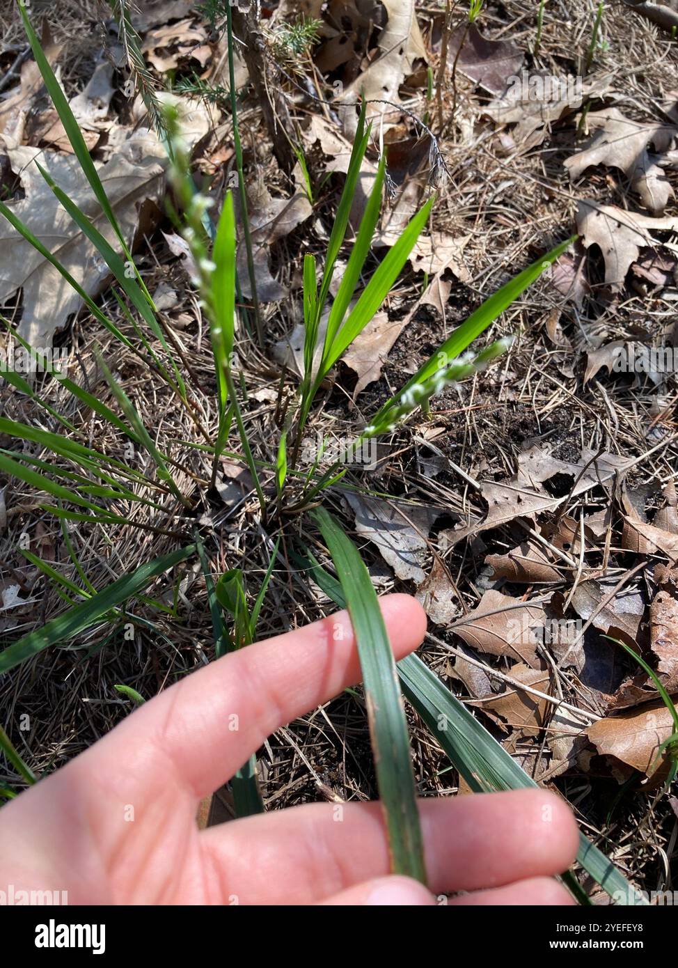 White-grained Mountain-ricegrass (Oryzopsis asperifolia Stock Photo - Alamy