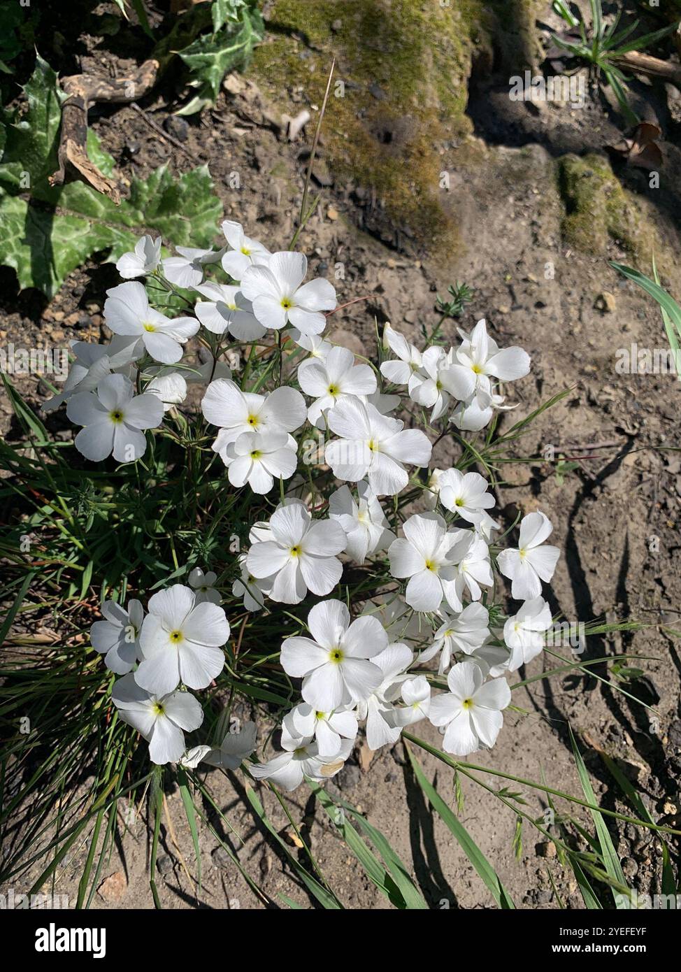 evening snow (Linanthus dichotomus Stock Photo - Alamy
