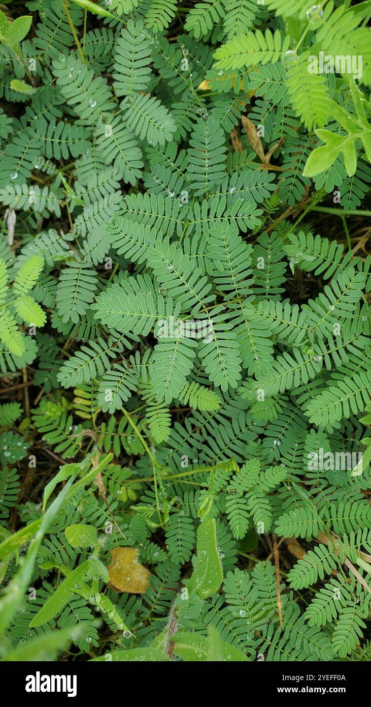 Acacias, Mimosas, mesquites, and allies (Mimosoideae Stock Photo - Alamy