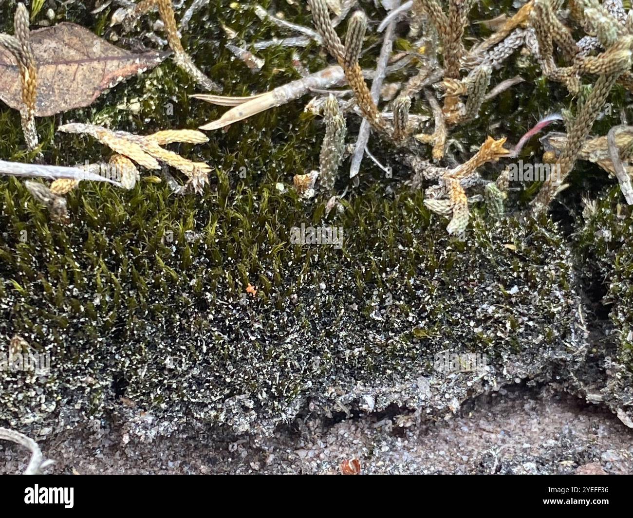Campylopus moss campylopus introflexus hi-res stock photography and ...