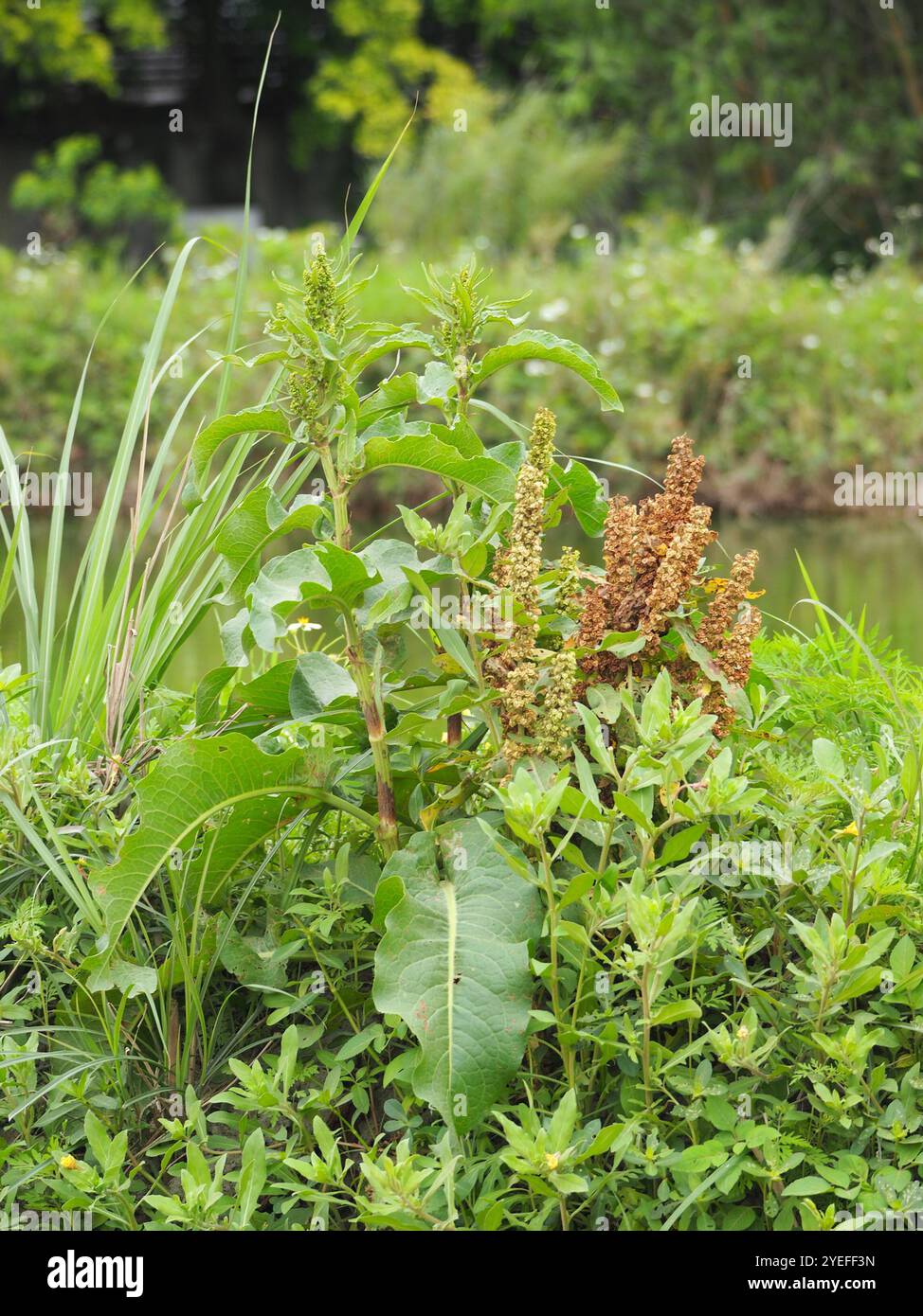 Japanese Dock (Rumex japonicus Stock Photo - Alamy