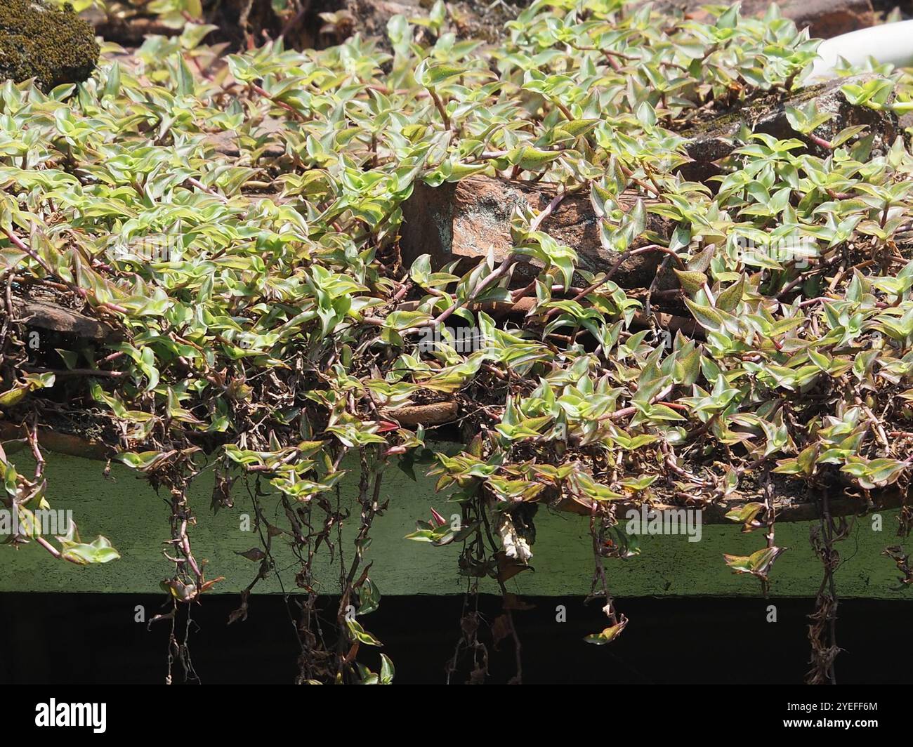 Turtle Vine (Callisia repens Stock Photo - Alamy