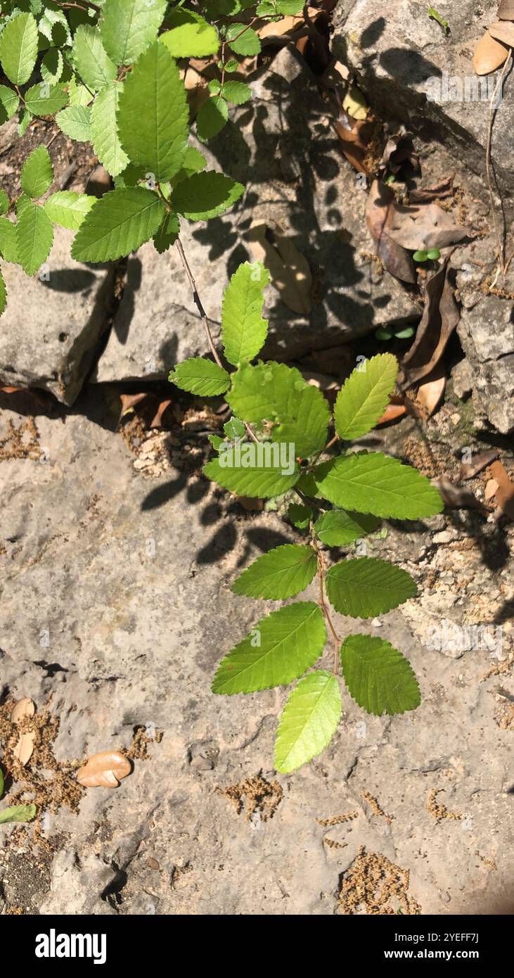 Cedar Elm (Ulmus crassifolia Stock Photo - Alamy