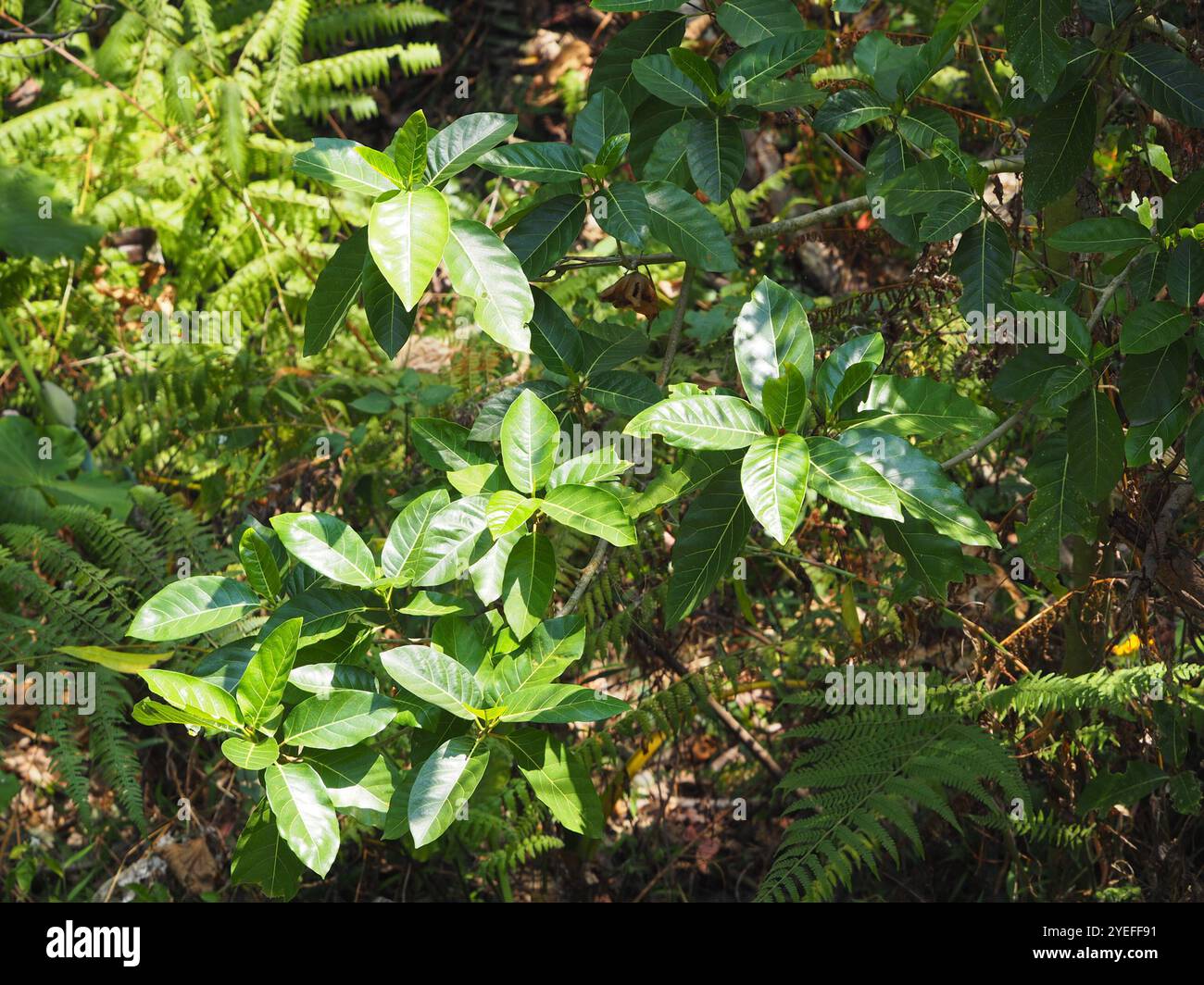 Hauili fig tree (Ficus septica Stock Photo - Alamy