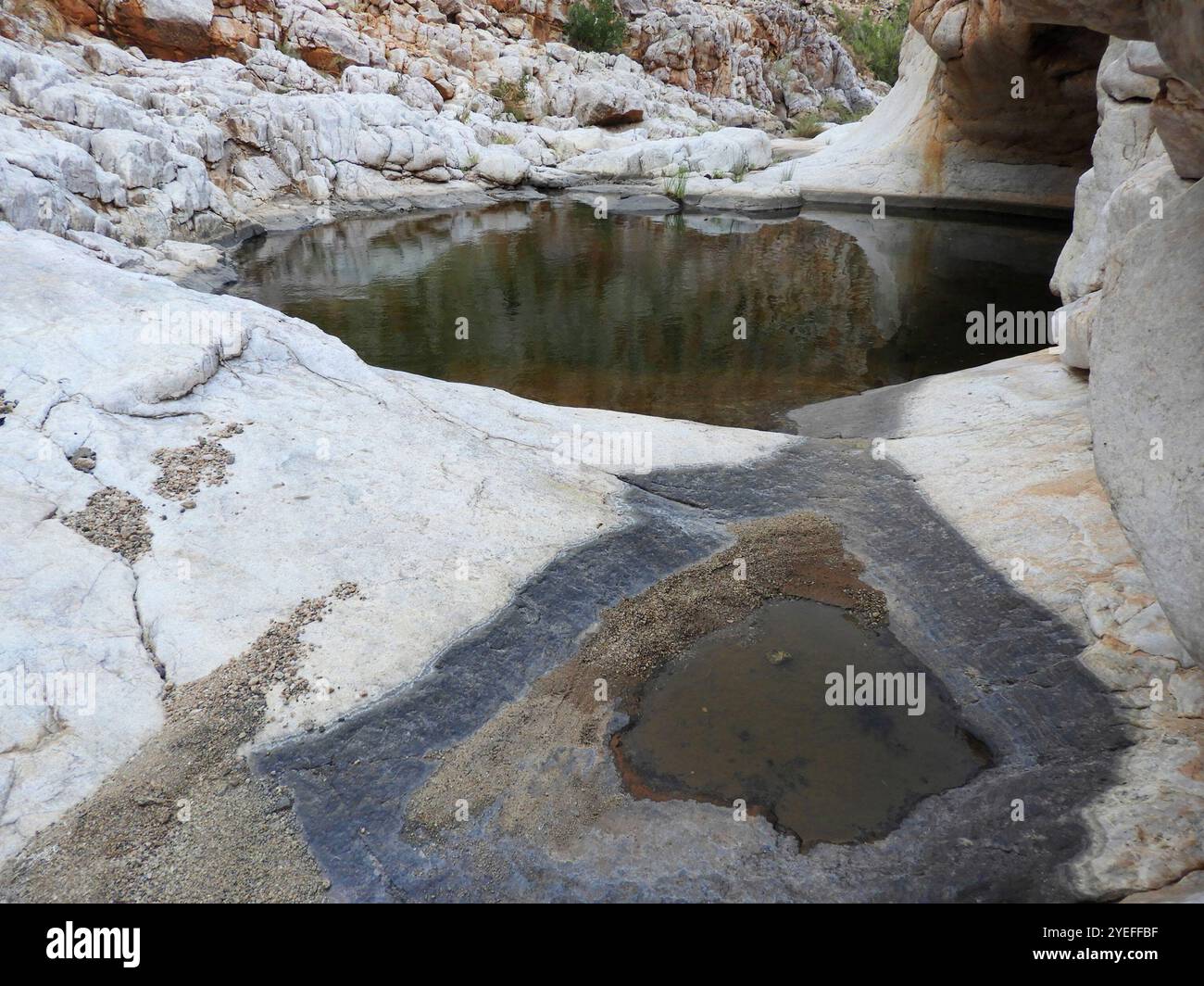 Marbled rubber frog (Phrynomantis annectens Stock Photo - Alamy