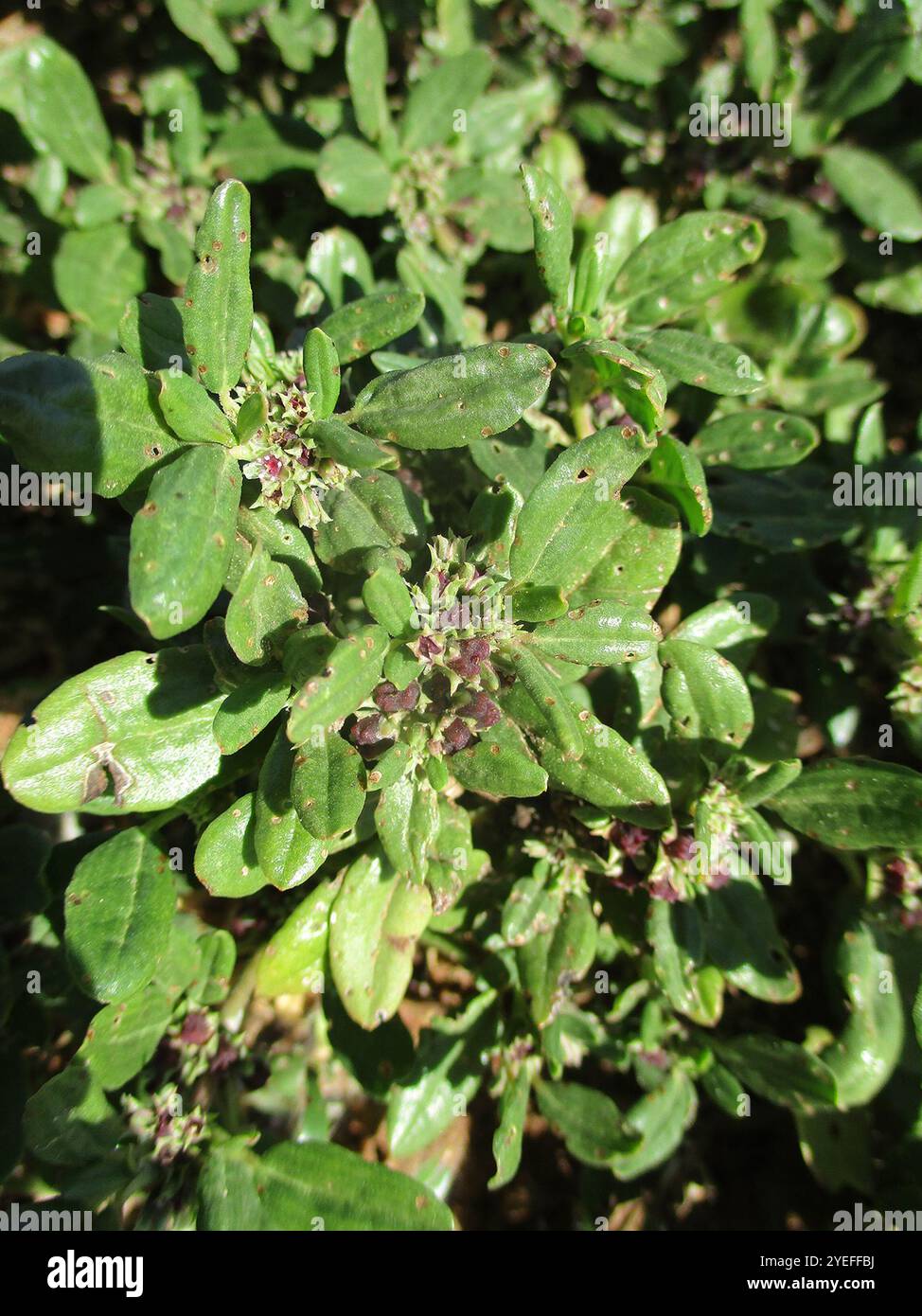 African Purslane (Zaleya pentandra Stock Photo - Alamy