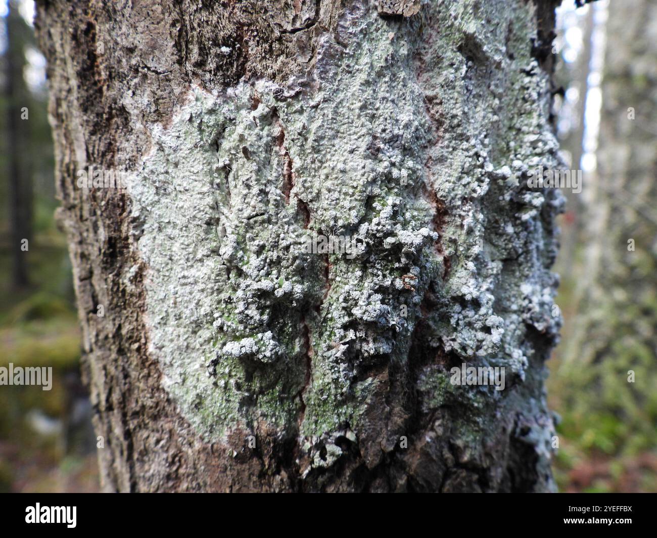 Pore lichen (Lepra albescens Stock Photo - Alamy