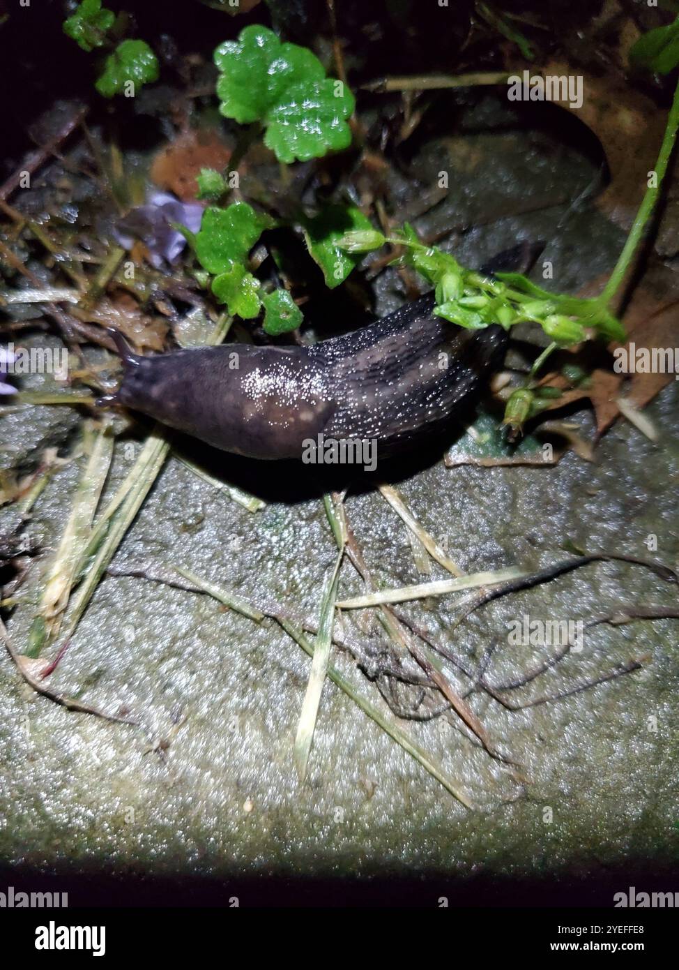Leopard Slug (Limax maximus Stock Photo - Alamy