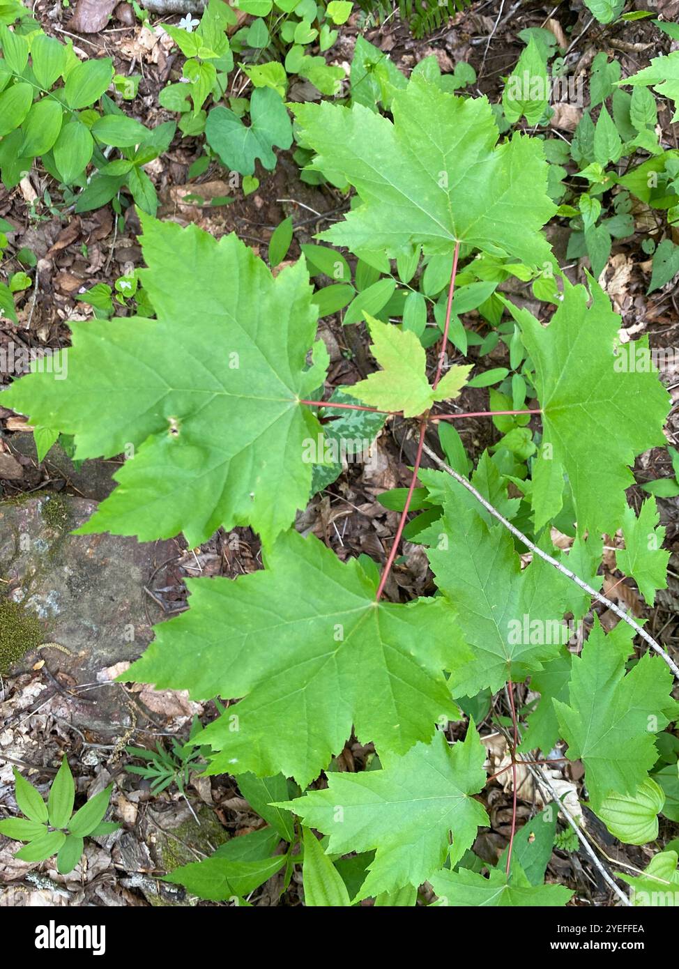 Eastern Red Maple (Acer rubrum rubrum Stock Photo - Alamy