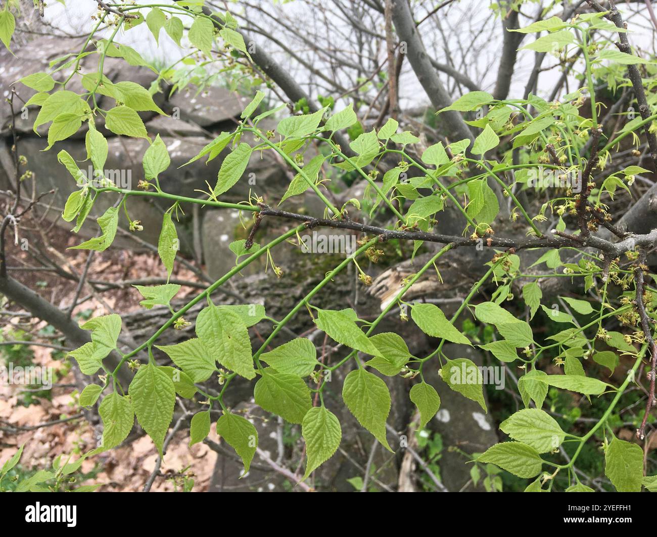 common hackberry (Celtis occidentalis Stock Photo - Alamy
