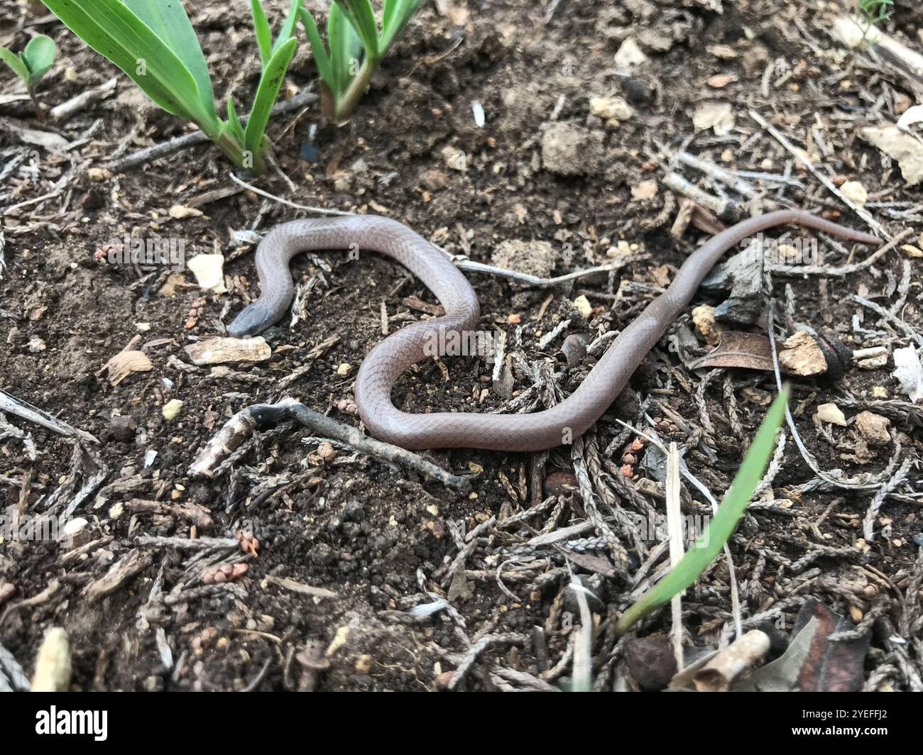 Flat-headed Snake (Tantilla gracilis Stock Photo - Alamy