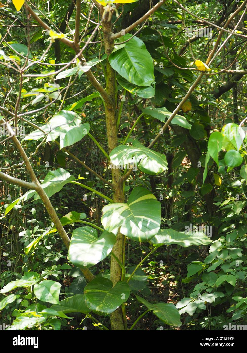 Golden Pothos (Epipremnum aureum Stock Photo - Alamy