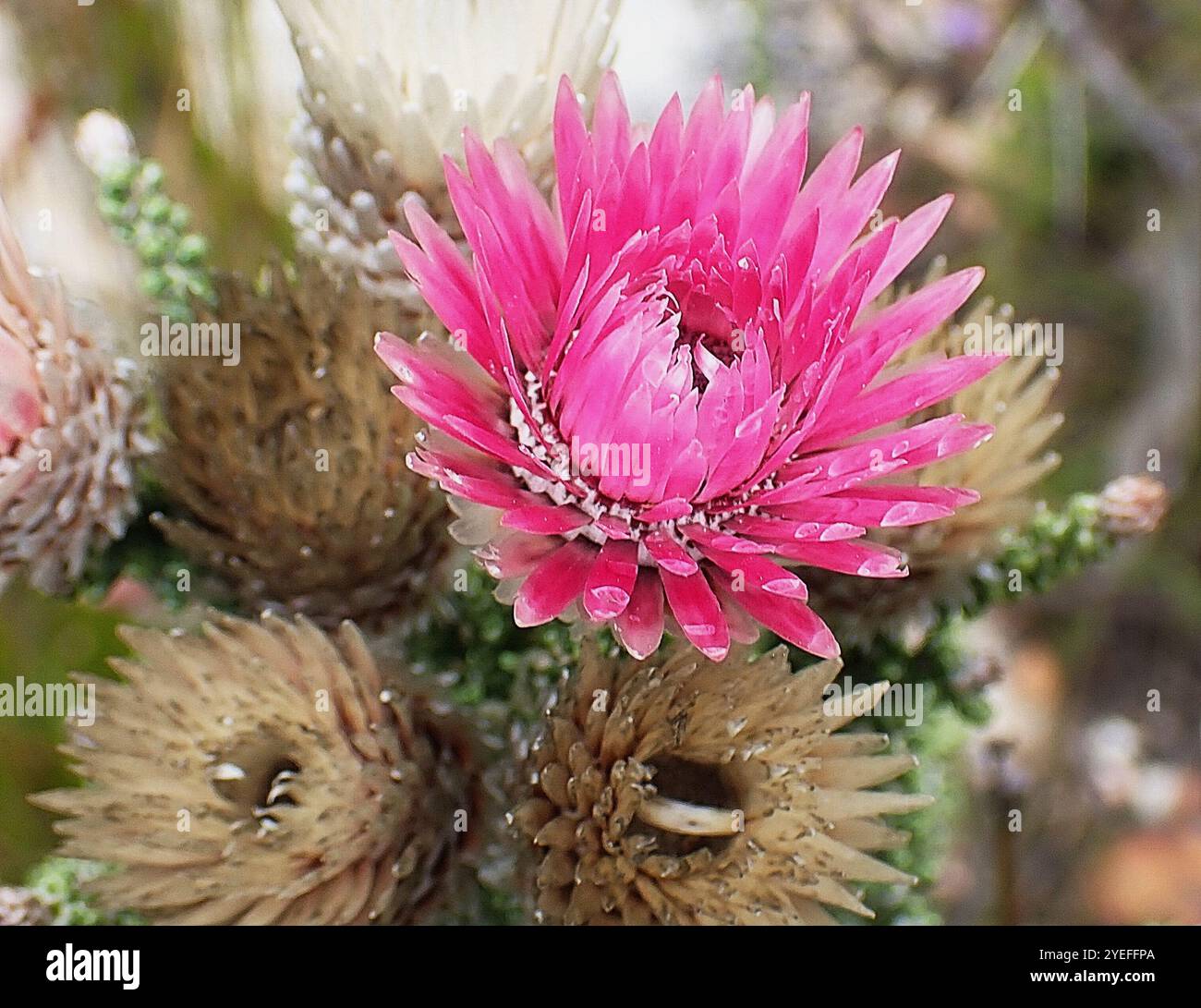 Cape everlasting (Phaenocoma prolifera Stock Photo - Alamy