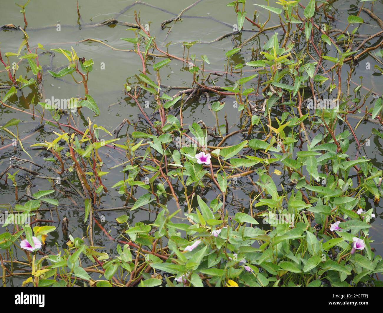Water Morning Glory (Ipomoea aquatica Stock Photo - Alamy