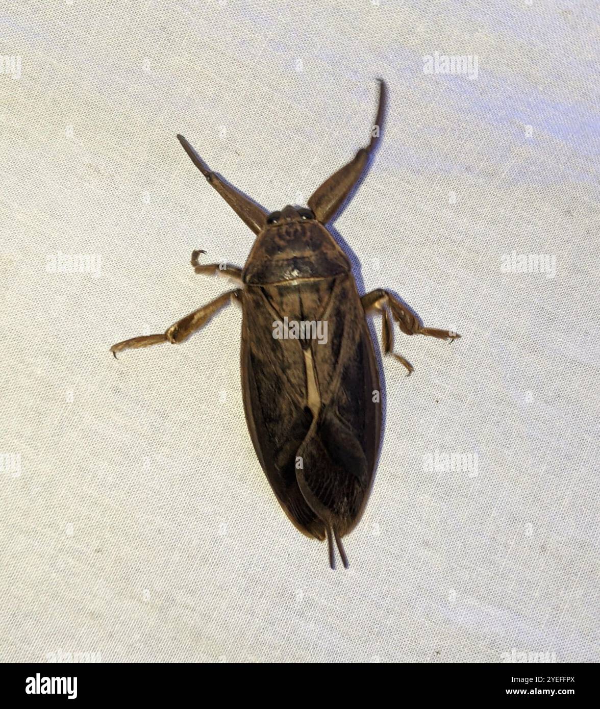 American Giant Water Bug (Lethocerus americanus Stock Photo - Alamy