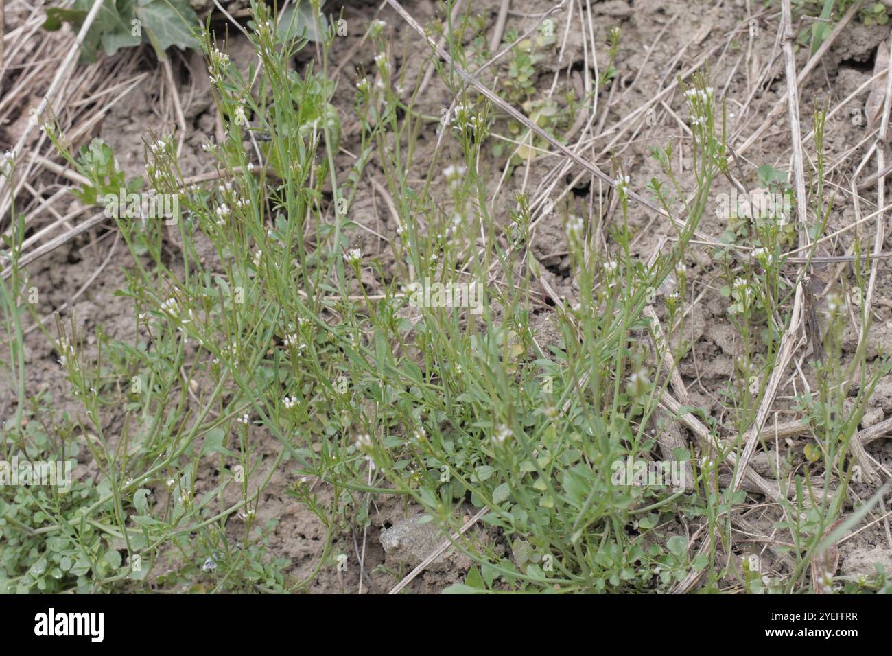 hairy bittercress (Cardamine hirsuta Stock Photo - Alamy