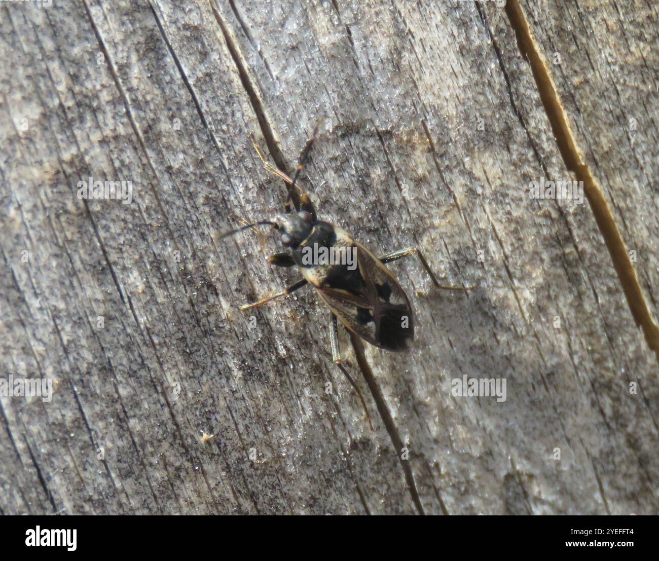 bright-spotted groundbug (Rhyparochromus vulgaris Stock Photo - Alamy
