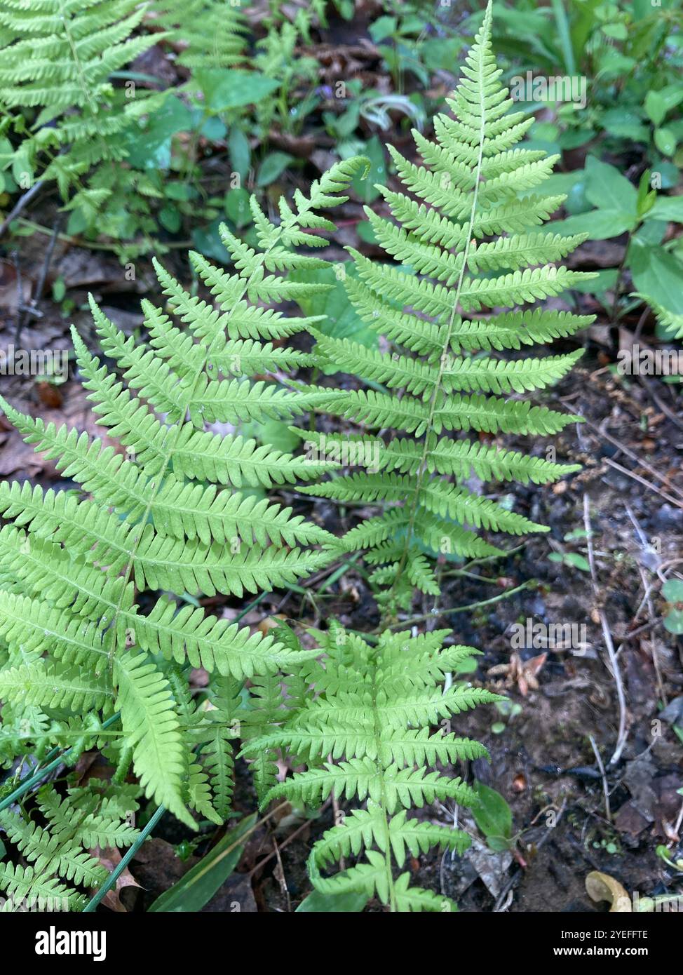 New York fern (Amauropelta noveboracensis Stock Photo - Alamy