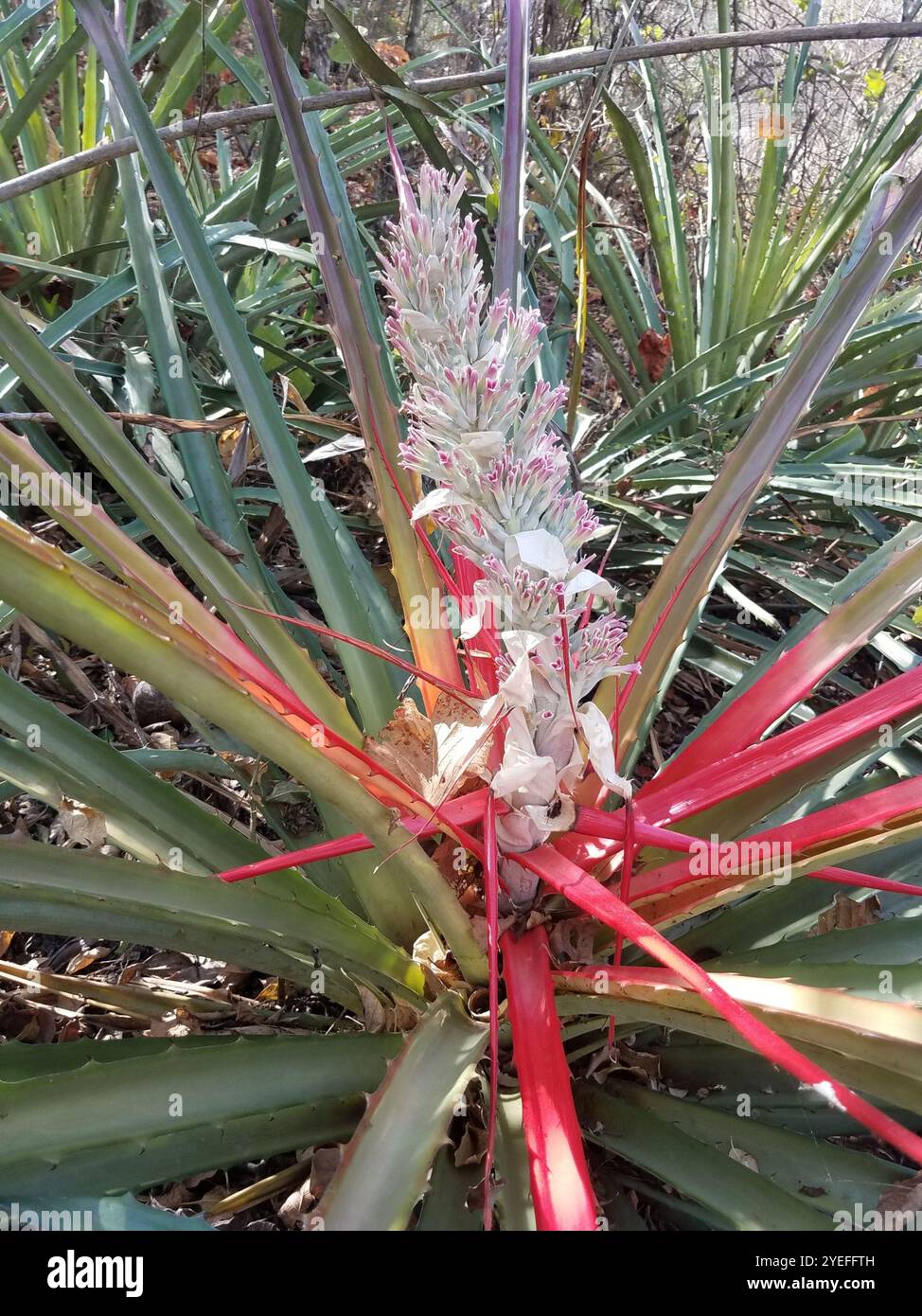 Bromelia pinguin hi-res stock photography and images - Alamy