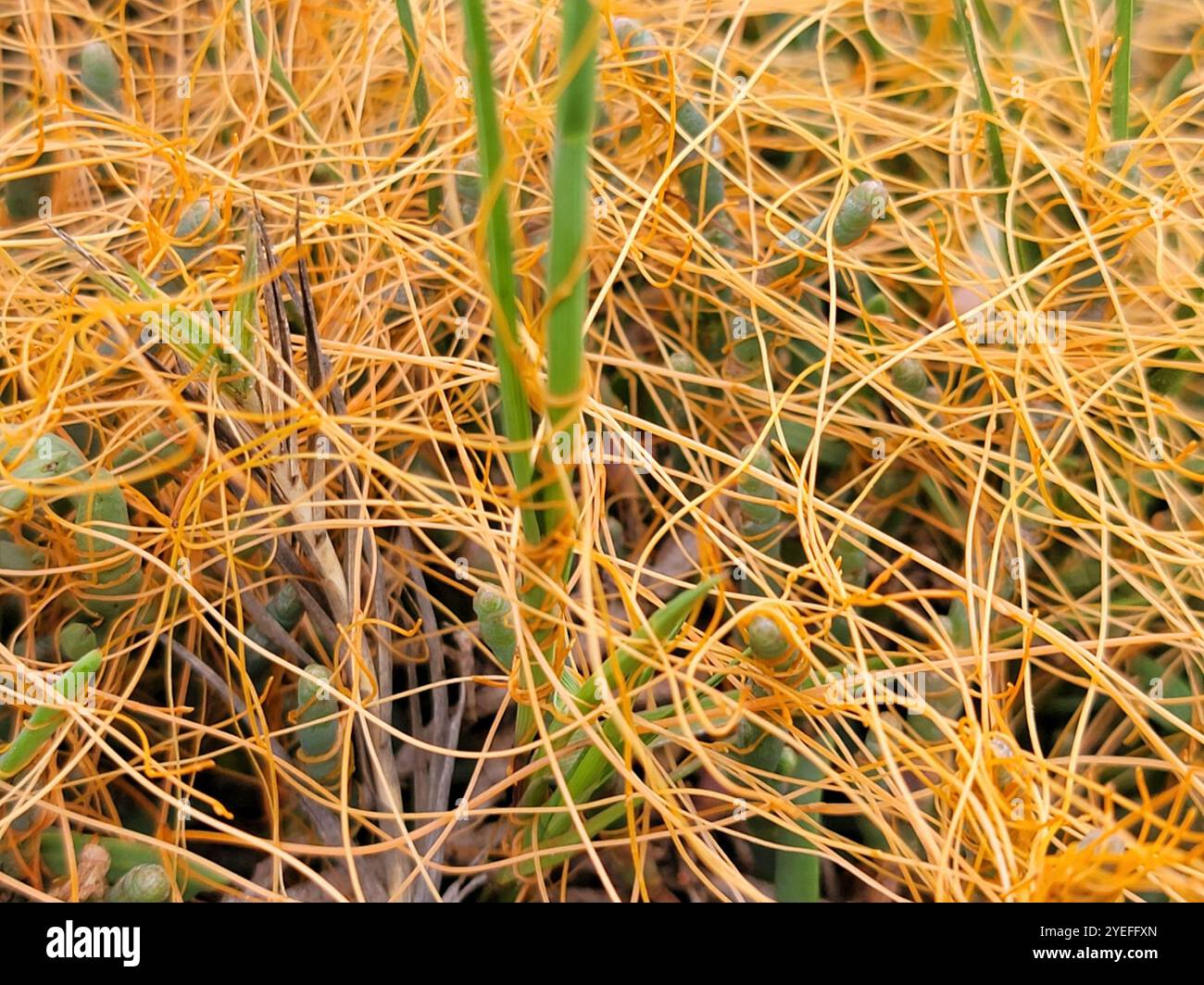 Goldenthread hi-res stock photography and images - Alamy