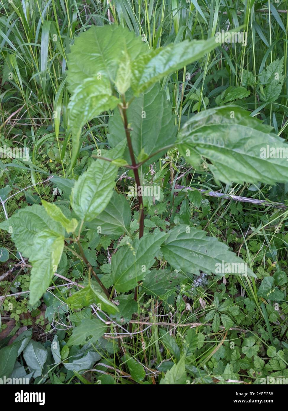 nettle family (Urticaceae Stock Photo - Alamy